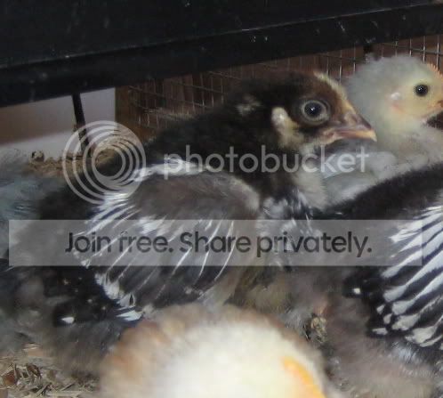 Nearly 3 weeks old - photo heavy!! - Chickens, Eggs and Hatching ...