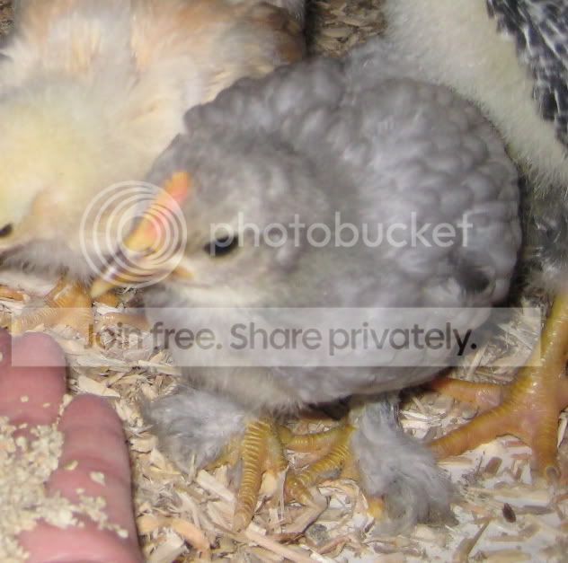 Nearly 3 weeks old - photo heavy!! - Chickens, Eggs and Hatching ...