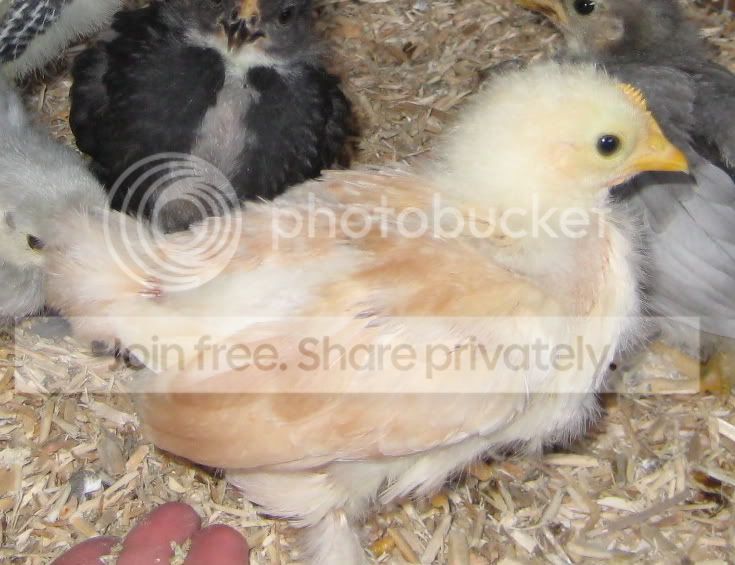 Nearly 3 weeks old - photo heavy!! - Chickens, Eggs and Hatching ...