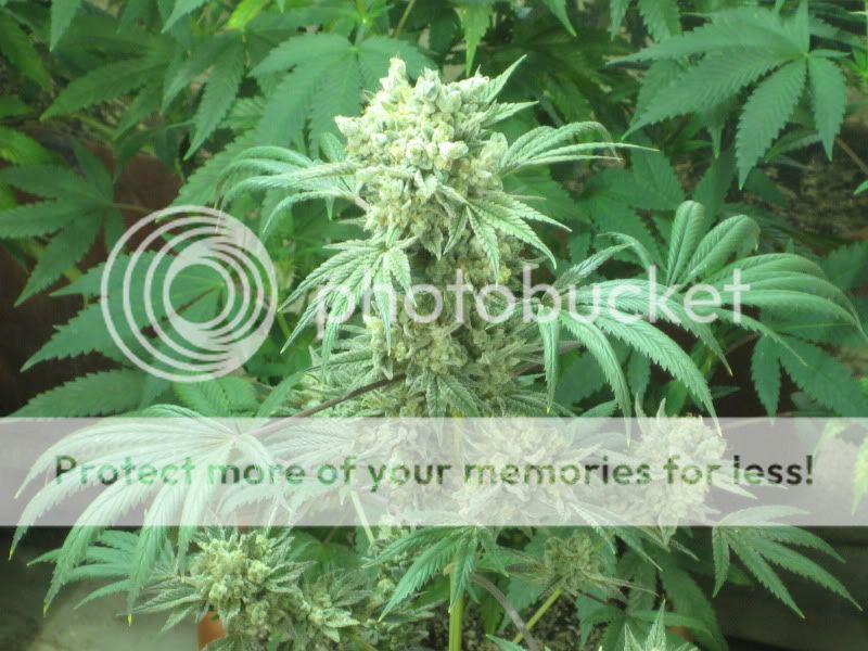 OG Raskal's White Fire - 10 Beans from Start to Finish- Flood&Drain ...