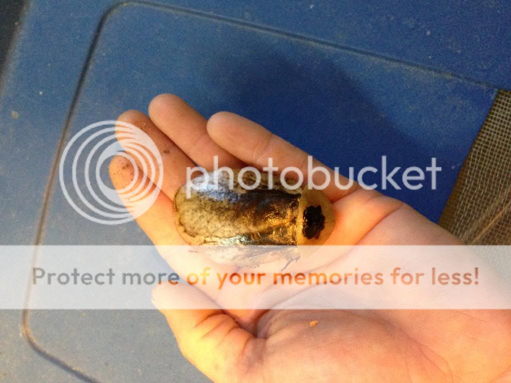 Giant peppered roach nymphs | FaunaClassifieds